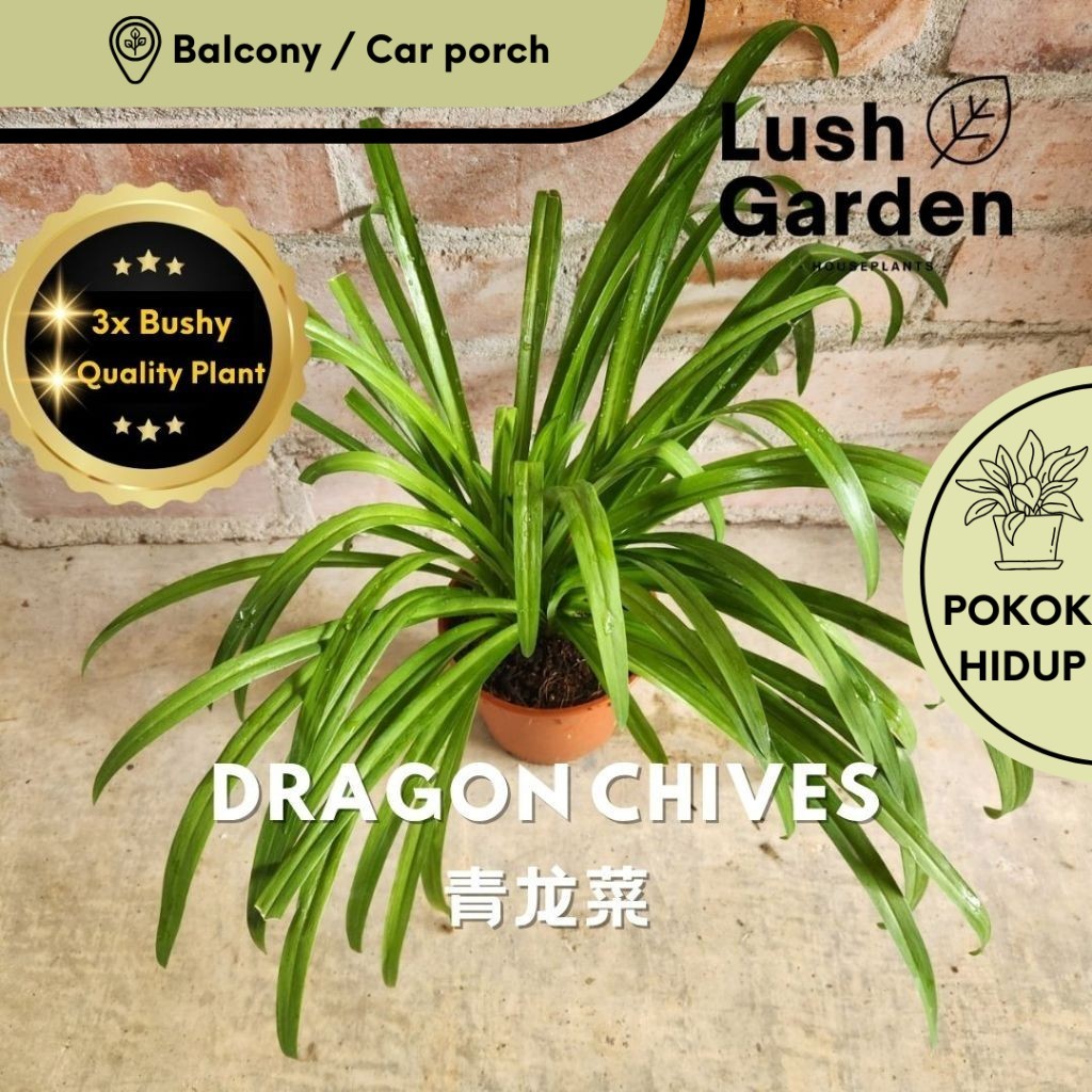 Dragon Chive / Royal Chive / Kuchai Besar 青龙菜 Anak Pokok Hidup Sayur ...