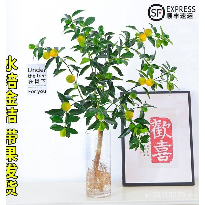 With Fruit Hydroponic Plant Green Plant Potted Plant Edible Desktop ...