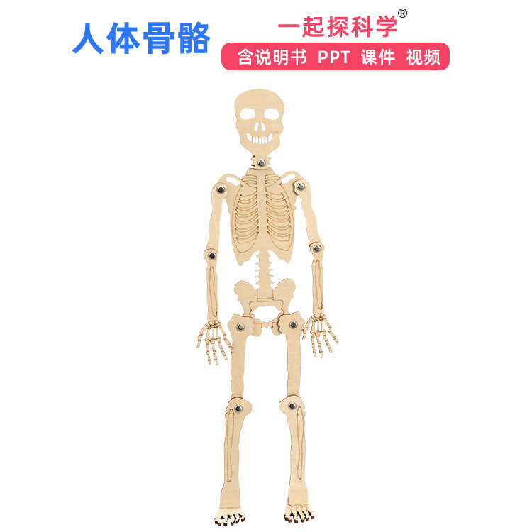Human Body Skeleton Model diy Technology Small Production Skeleton ...