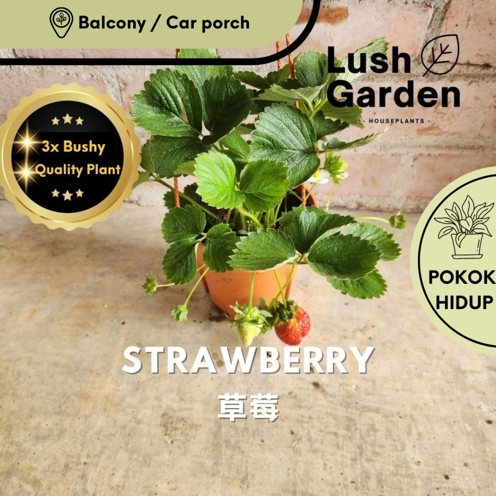 Strawberry Plant / Pokok Strawberry / Pokok Strawberi 草莓 Anak Pokok ...