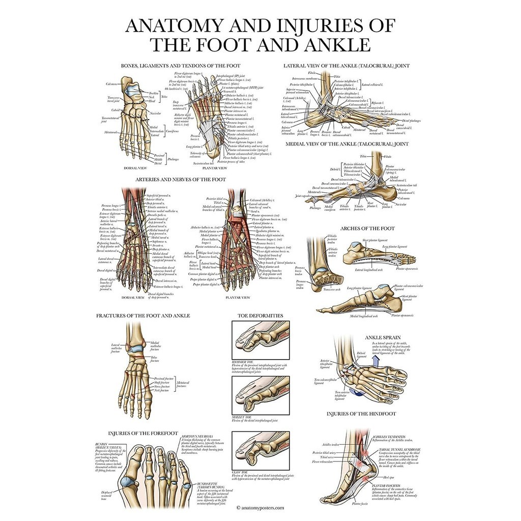 Anatomy and Injuries of The Foot and Ankle Poster Anatomical Chart of ...