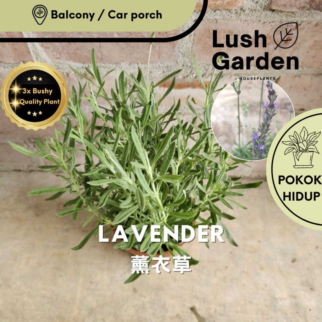 (Fragrant) Lavender 薰衣草 Anak Pokok Hidup Sayur Vegetable Herb Herbs ...