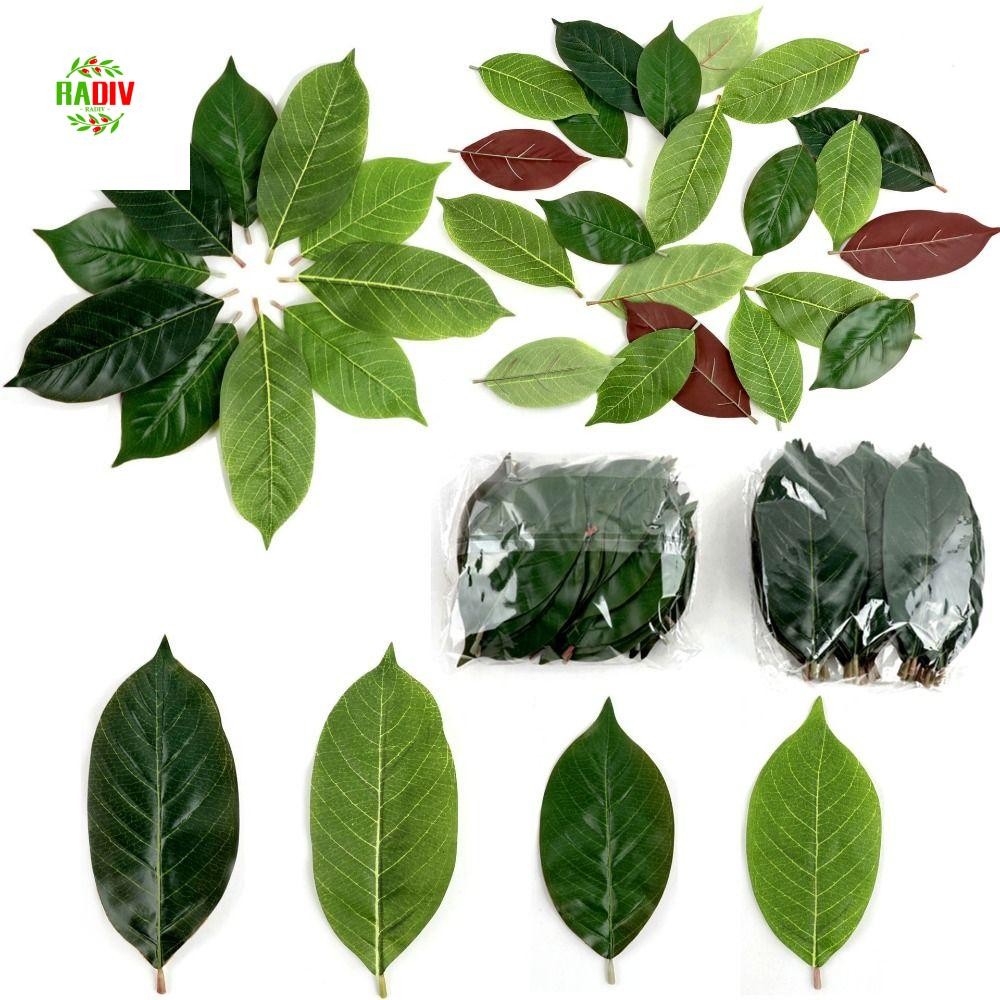 RADIV 50pcs Artificial Magnolia Leaves, Green Plants Real Touch ...