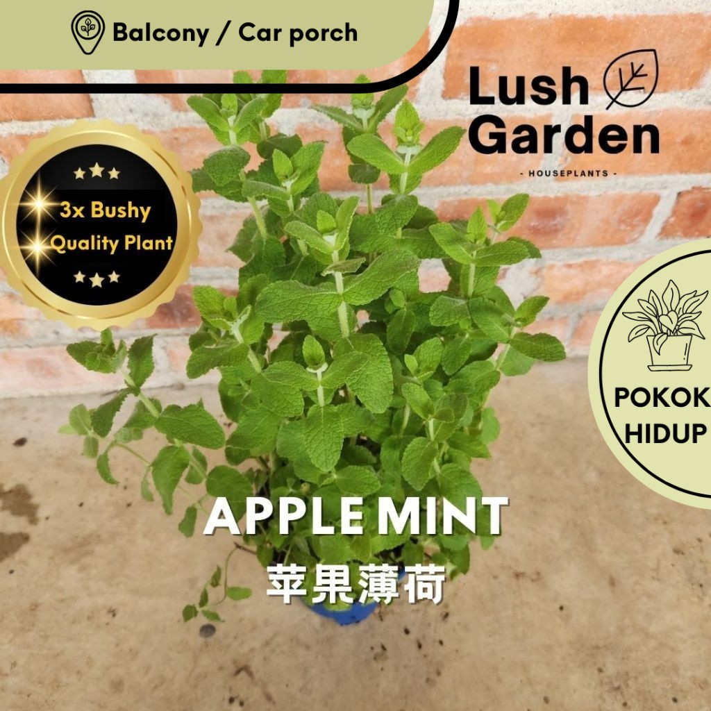 Apple Mint / Woolly Mint 苹果薄荷 Anak Pokok Hidup Sayur Vegetable Herb ...