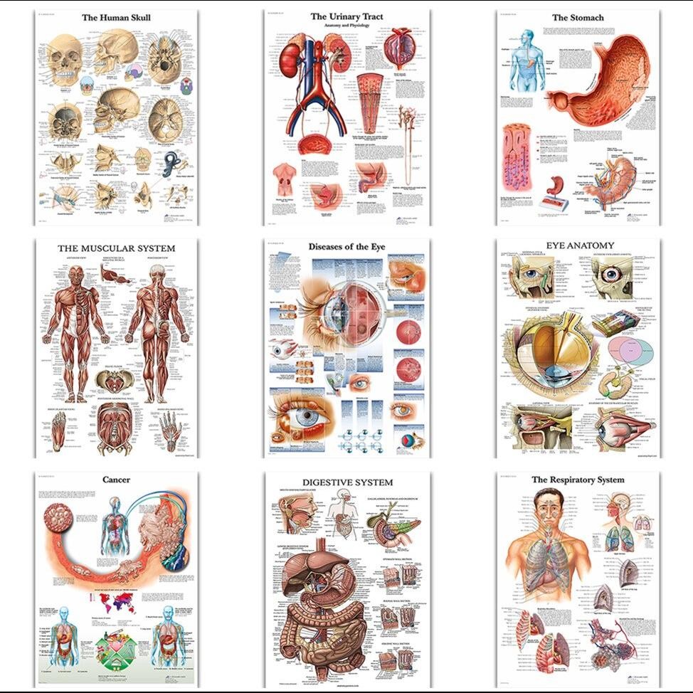 Human Body System Anatomical Charts Posters Medical Education Wall ...