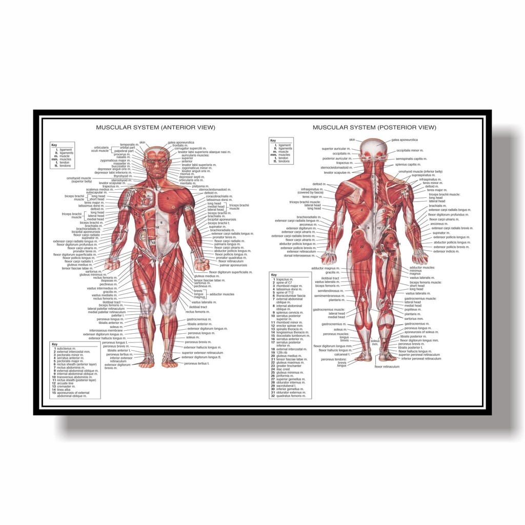 Detailed Muscular System Anatomical Poster Human Muscle Anatomy Chart ...