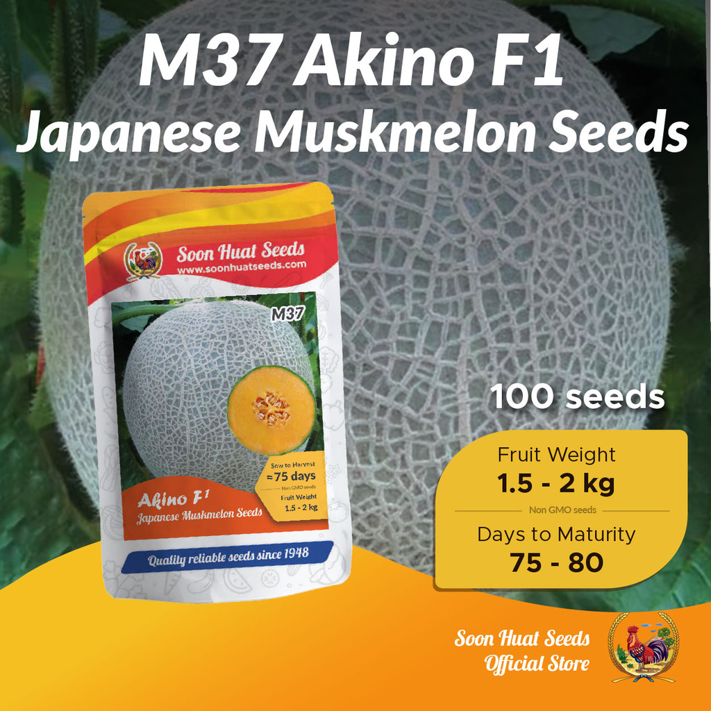 [100 Seeds/500 Seeds] M37 Benih Melon Akino Soon Huat Seeds | Shopee ...