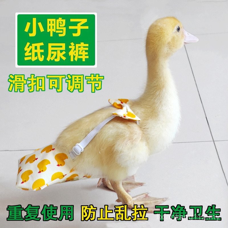 Little Duck Shit Pocket Diaper Diaper Duck Diaper Duck Diaper Drop ...