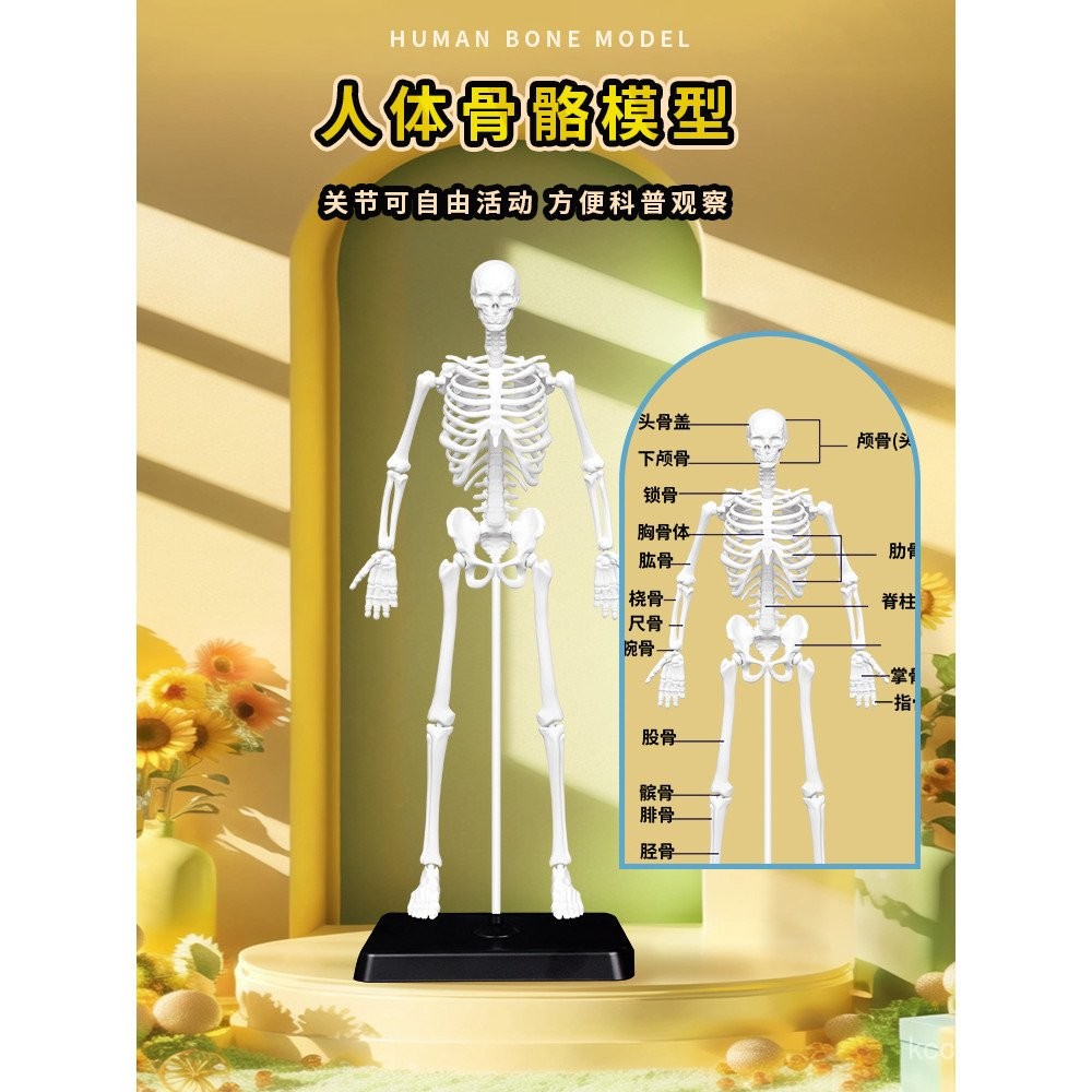 Model Rangka Manusia Alih Simulasi Tengkorak Tulang Terurai Otot Organ ...