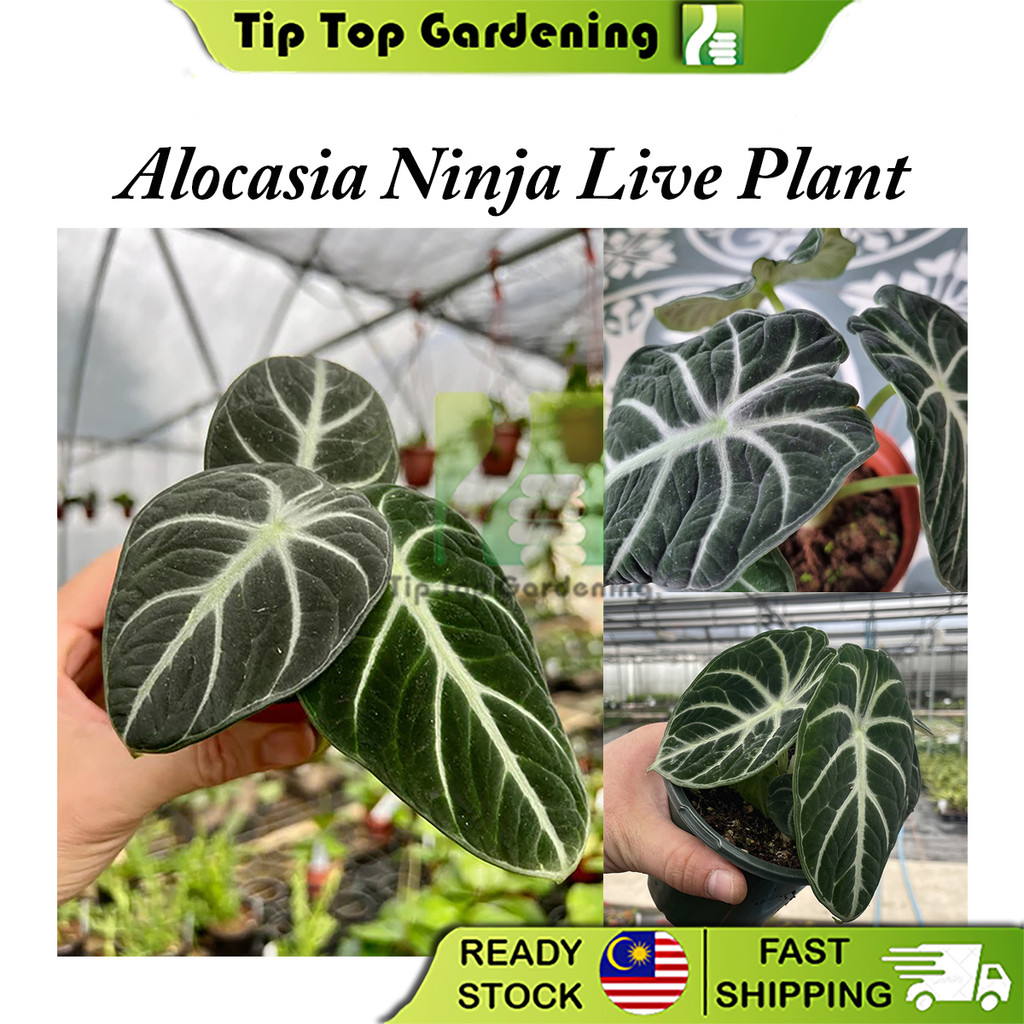 Real Live Plant Alocasia Ninja Jewel Alocasia Houseplants Pokok Hidup ...