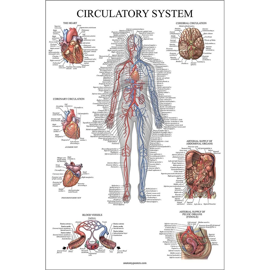 Circulatory System Anatomical Chart Vascular Anatomy Poster Double ...