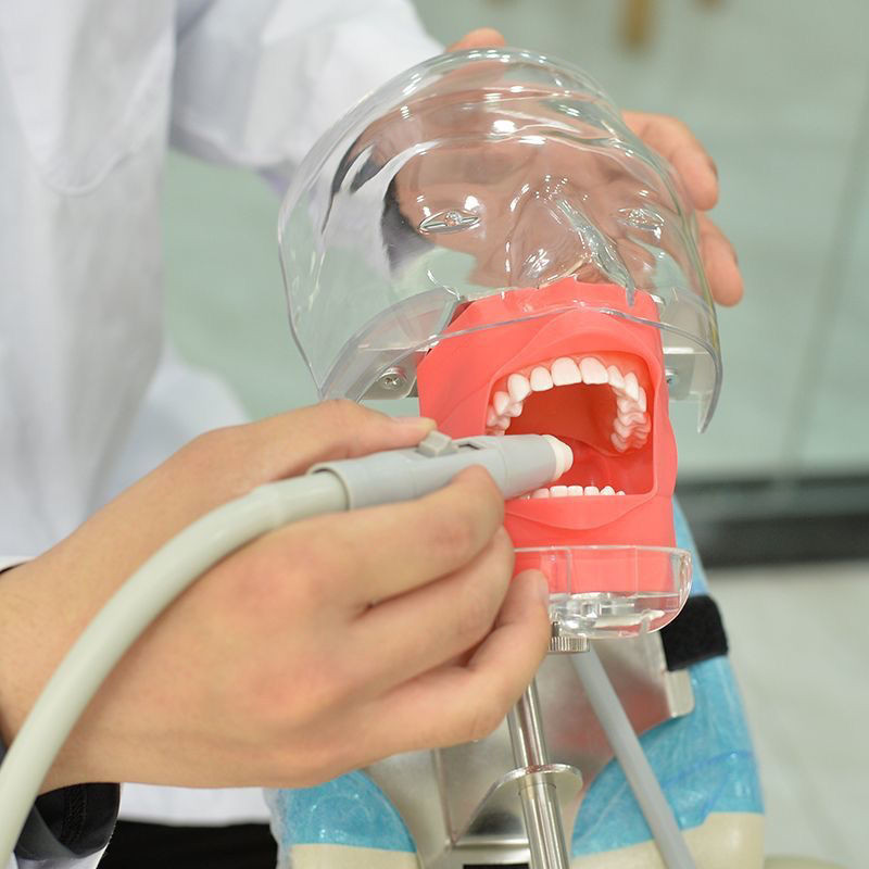 Yixi Dental Simulation Head Model Teaching Aids Detachable Simple Model ...
