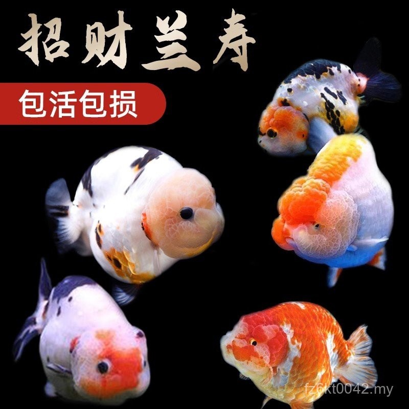 Lanshou Ornamental Fish Small Fish Fry Freshwater Living Fish Cold ...