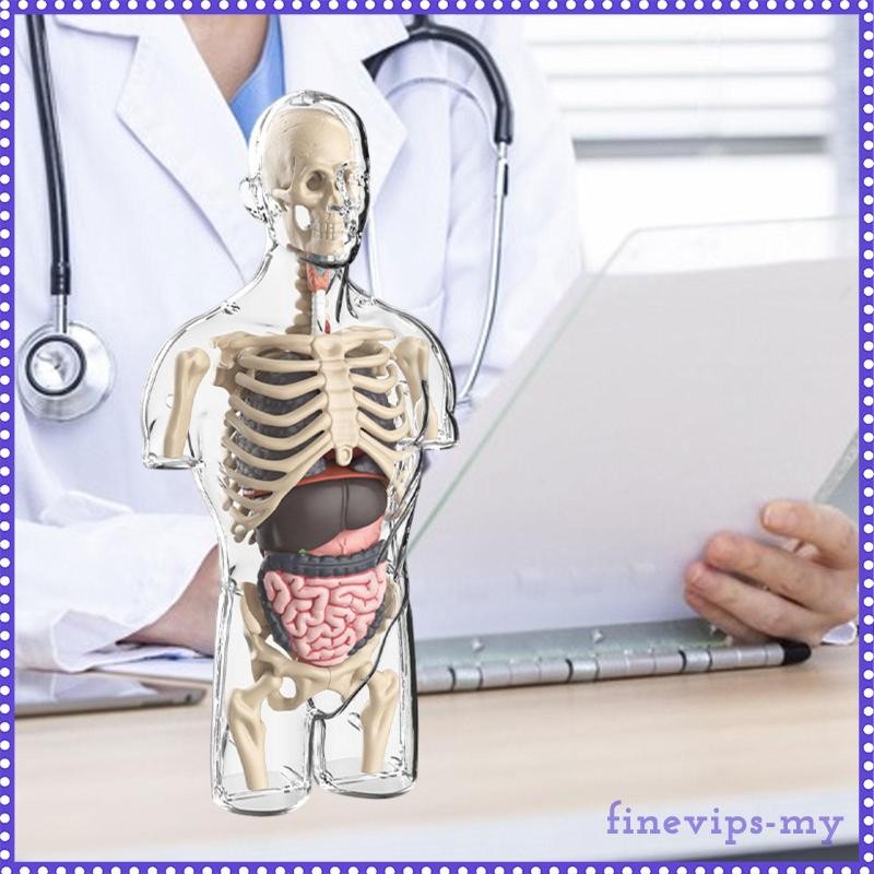 [FinevipsMY] Human Body Model Toy 3D Puzzle Toys Torso Model ...