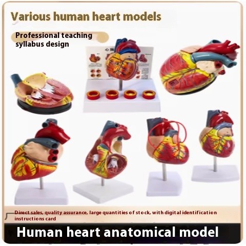 `1: 1 Heart Model Heart Anatomy Model Medical Teaching Heart Model ...