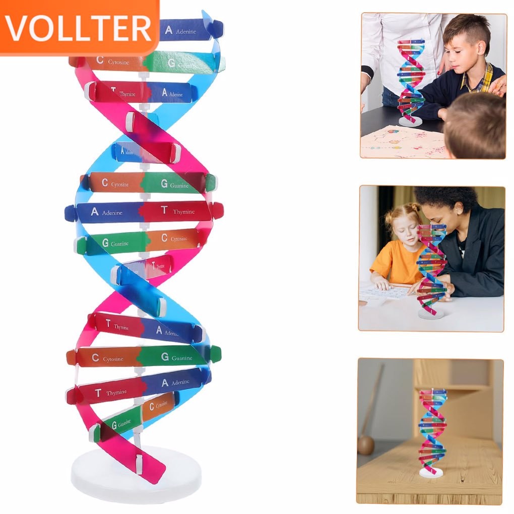 Science Educational DNAs Model Double For Helix Kit For Kids For Helix ...