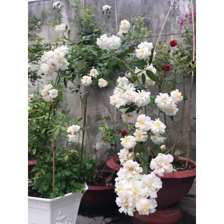 Infrared Rose root snow goose white rose with giant cluster flowers ...