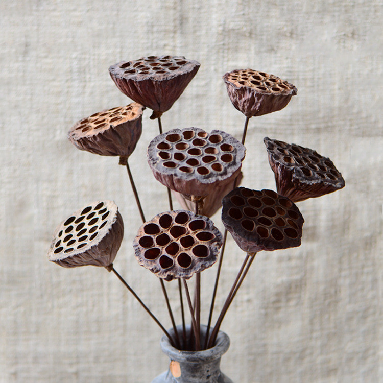 [Lotus Pod] Natural Real Lotus Pod Home Decoration Dried Flower Window ...