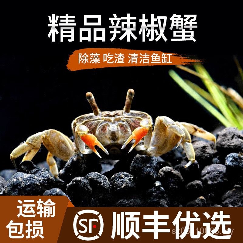 Algae Removal Small Crab Pepper Crab Crab Fish Tank Mini Crab ...