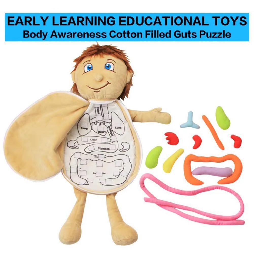 Human Organ Cognition Children's Cognitive Body Structure Brain Hands ...