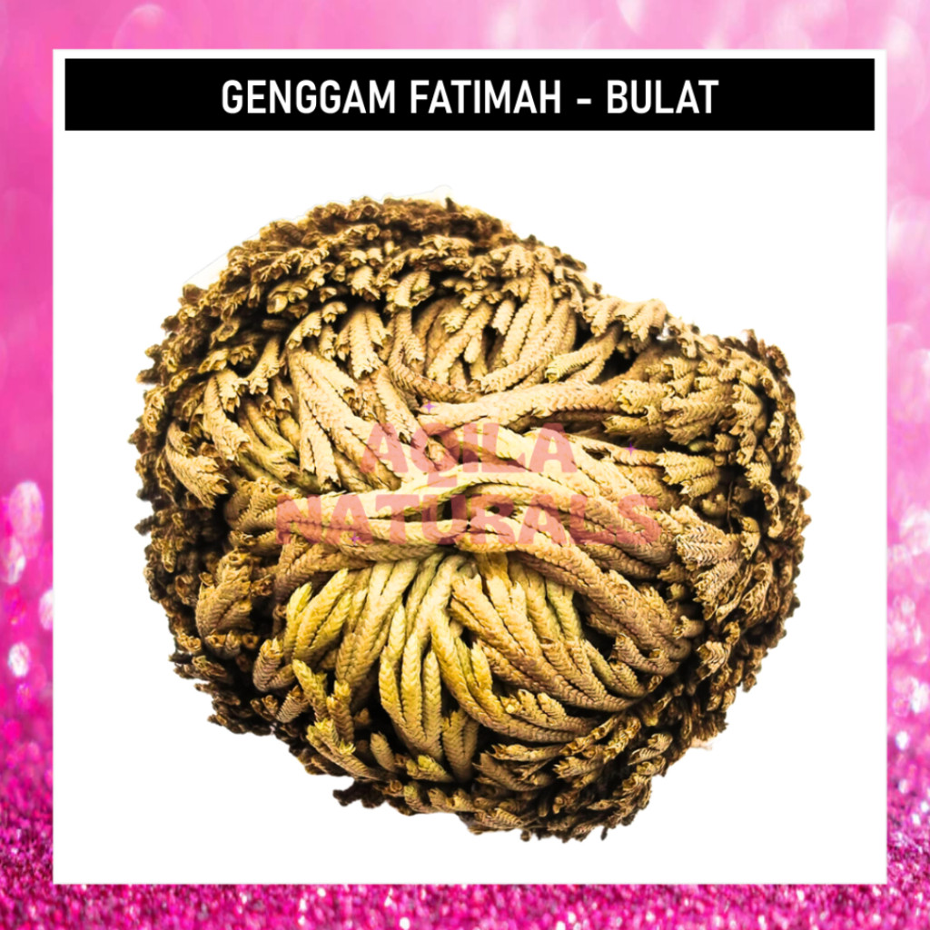 Genggam fatimah/ Sanggul Fatimah (Selaginella lepidophylla) Rumput ...