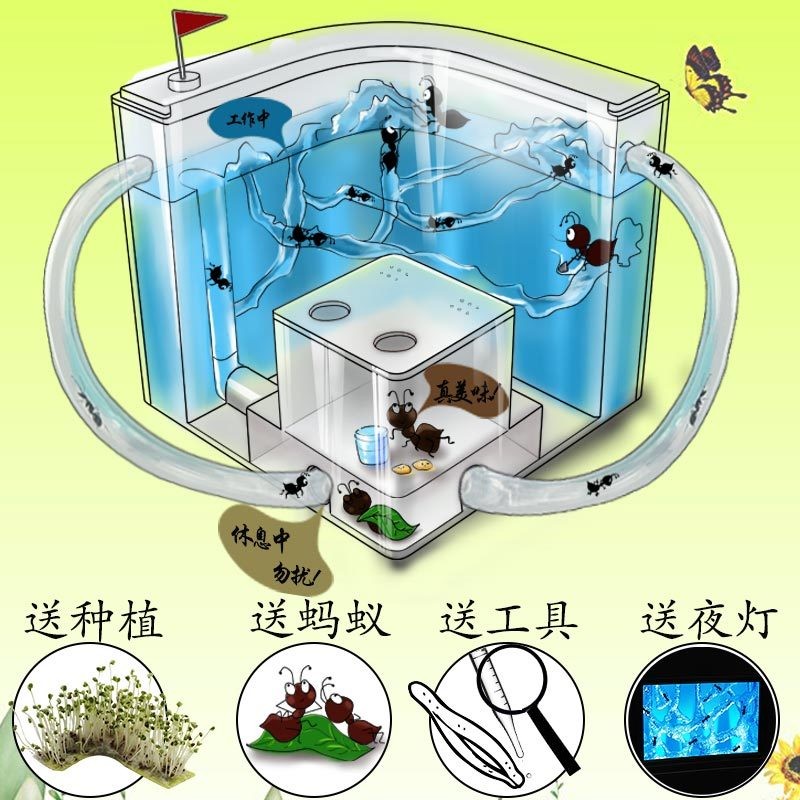 Spawning Ant Back Home Ant Nest Workshop Castle Toy Japanese Bow Back ...
