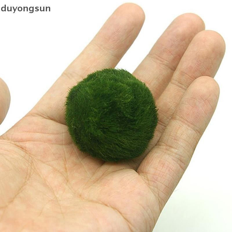 (duyongsun) 3-4cm Marimo Moss Balls Live Aquarium Plant Algae Fish ...