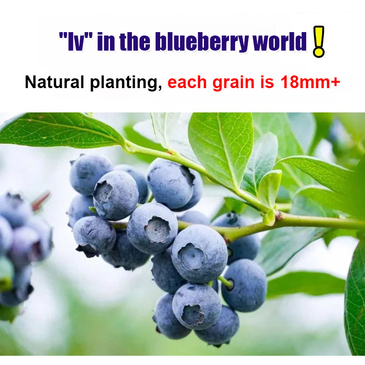 【Exquisite Flavor】 Changbai Mountain Five Star Dried Blueberries ...
