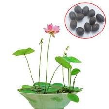20pc mangkuk lotus benih kecil lotus Jetcube hidroponik bunga kecil air ...
