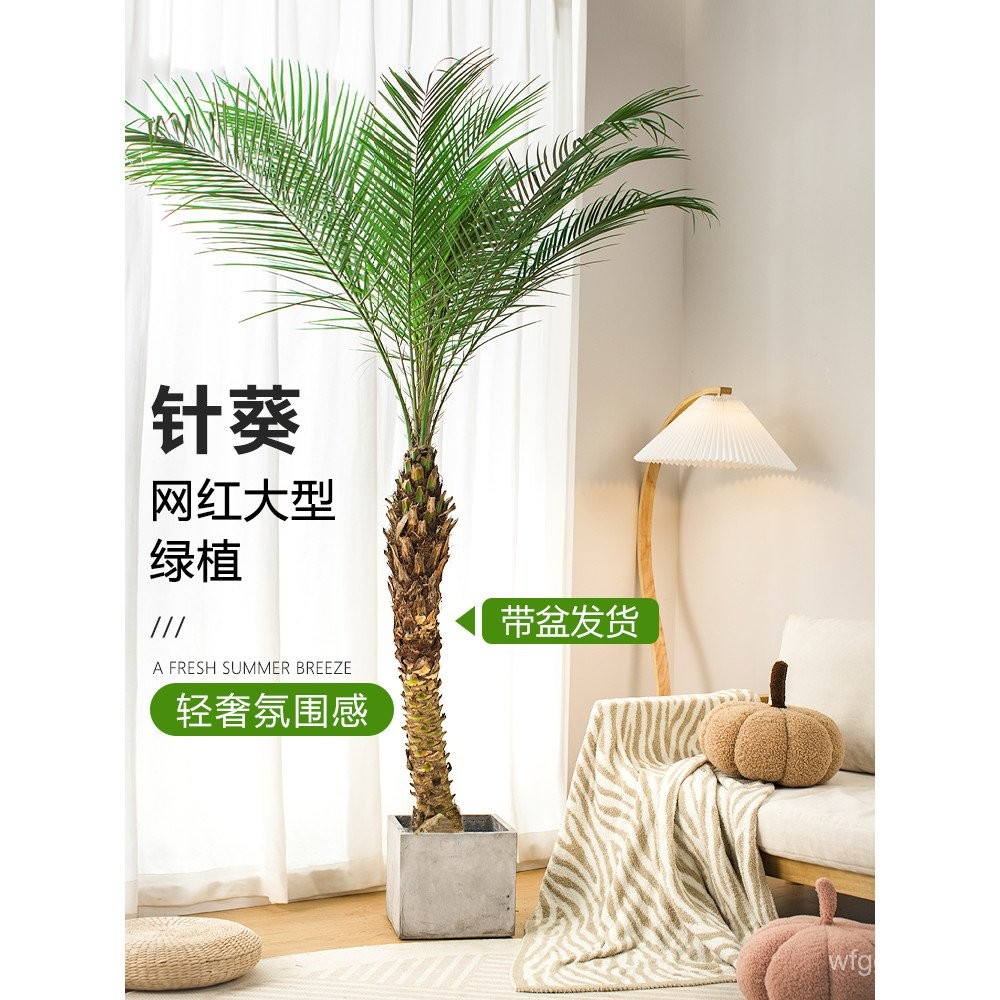 Tanaman Pasu Kelapa Besar untuk Pejabat dan Ruang Tamu, Mudah Dijaga ...