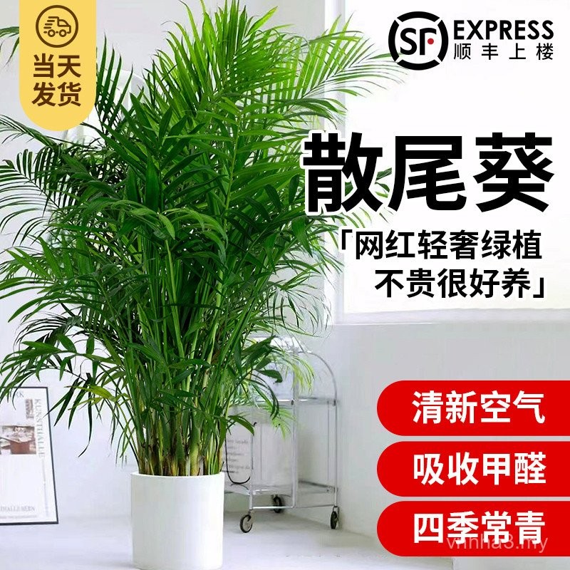 Pokok Palma Areca Berpasu Dalaman Tumbuhan Hijau Besar Ruang Tamu ...