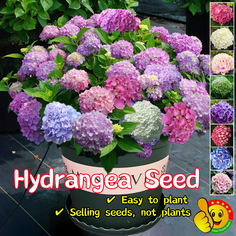 100% Original Mixed Colors Hydrangea Seeds (Fresh 50pcs Seeds) Benih ...