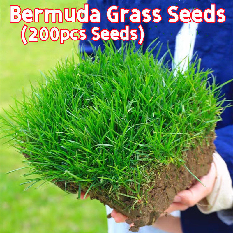 100% Fresh 200pcs Bermuda Grass Seeds Benih Rumput Karpet Fast ...