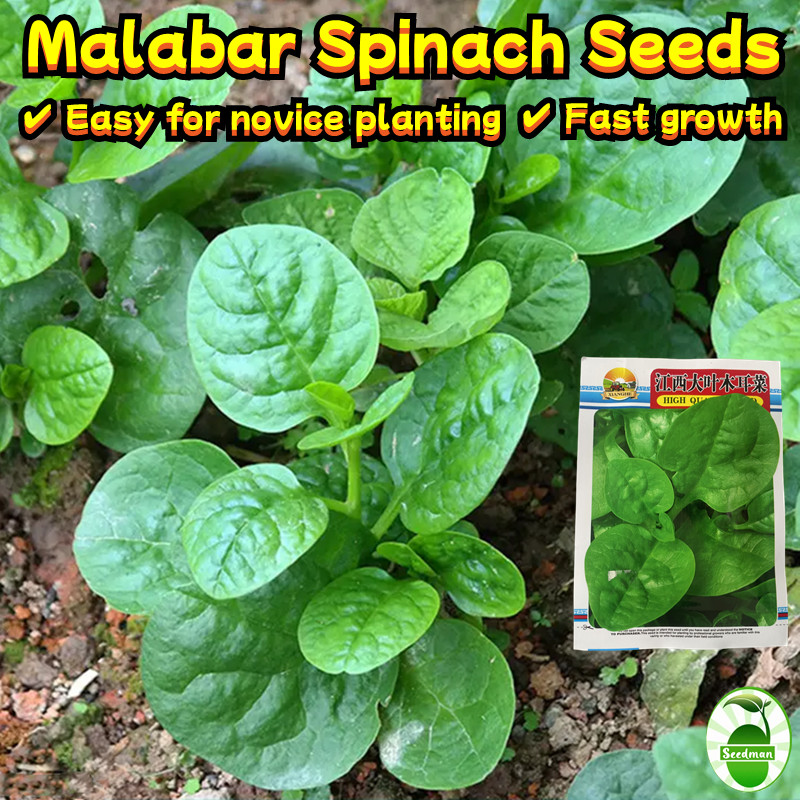 150 Seeds/pack High Yield Large Leaf Malabar Spinach Seeds for Sale ...
