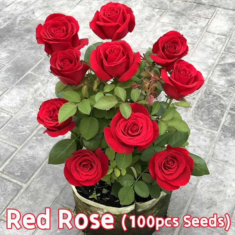 [Top Sold] 100% Fresh 100pcs Red Rose Flower Seeds for Sale Benih Bunga ...