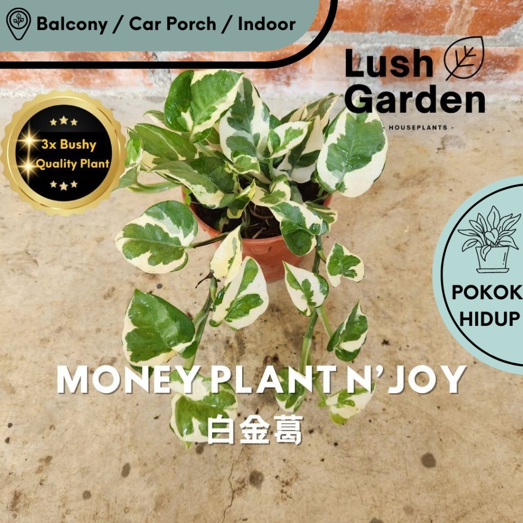 Money Plant Njoy Pothos 白金葛 Anak Pokok Hiasan Dalam Rumah Hidup Indoor ...