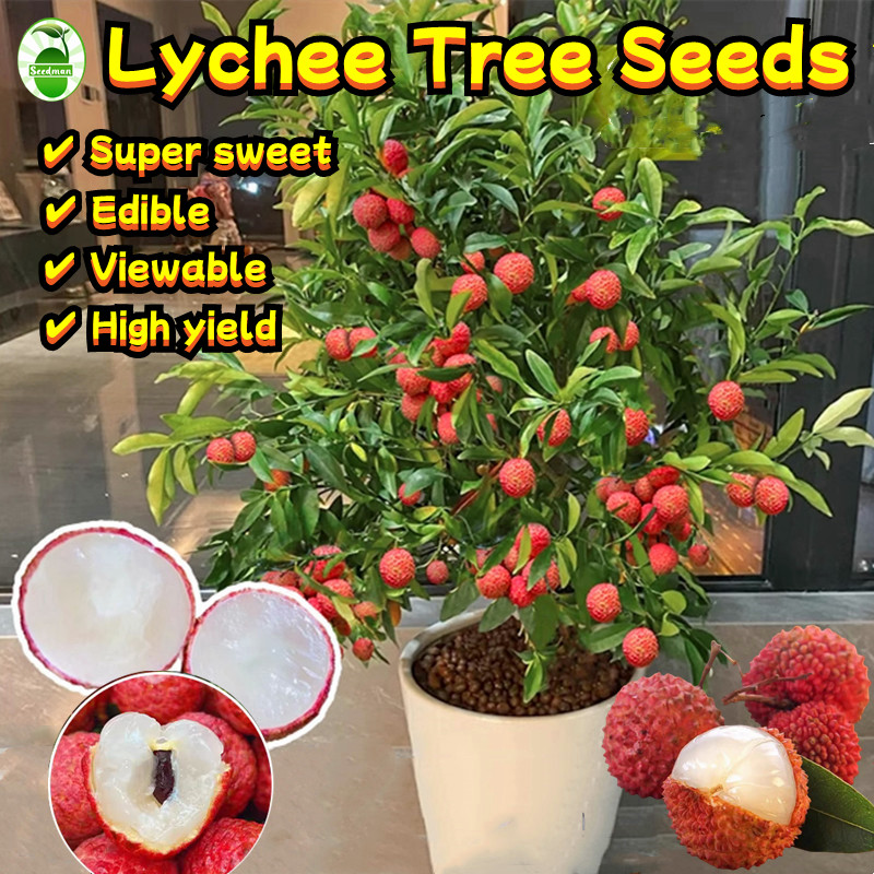 6 Seeds/pack Sweet Lychee Seeds for Planting Edible Bonsai Seeds ...