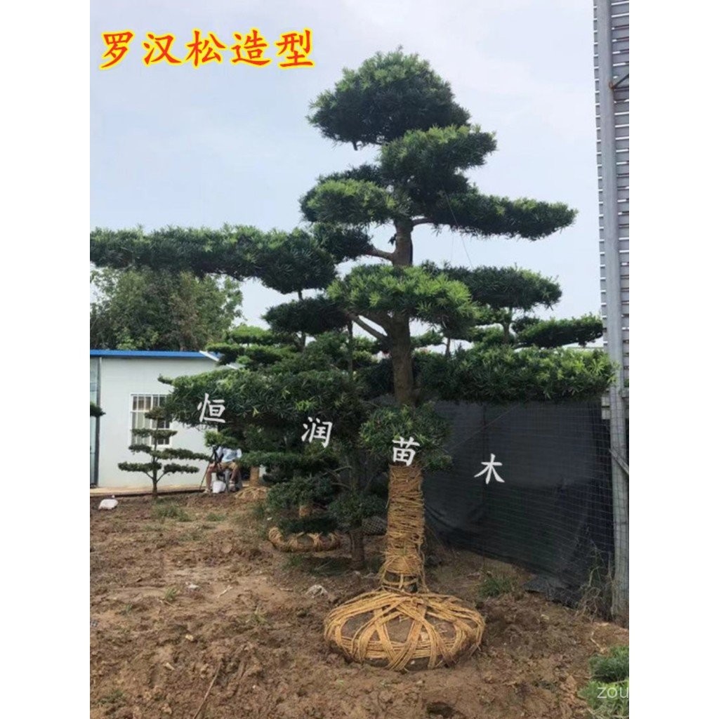 Pokok Berbentuk Podocarpus Projek Vila Halaman Besar Lanskap Tanaman ...