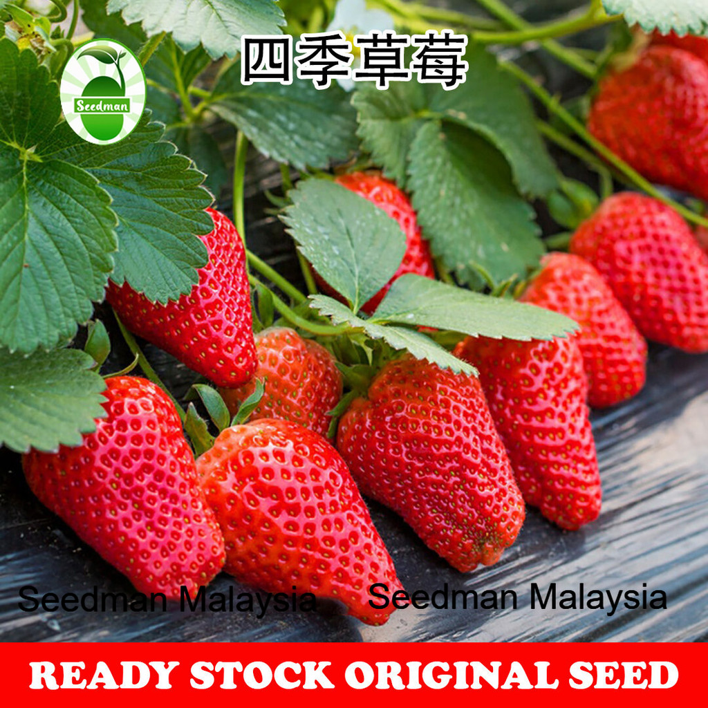 Benih Strawberi Mentega Merah / Red Butter Strawberry Seeds / 红奶油草莓种子 ...