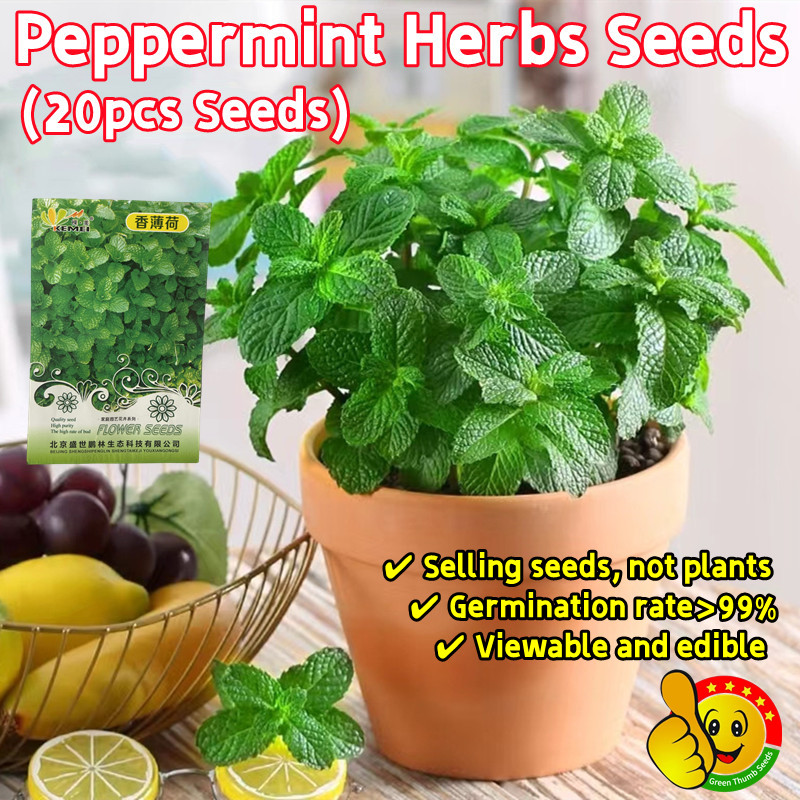 100% Original 20pcs Seeds Peppermint Herbs Seeds for Planting Biji ...