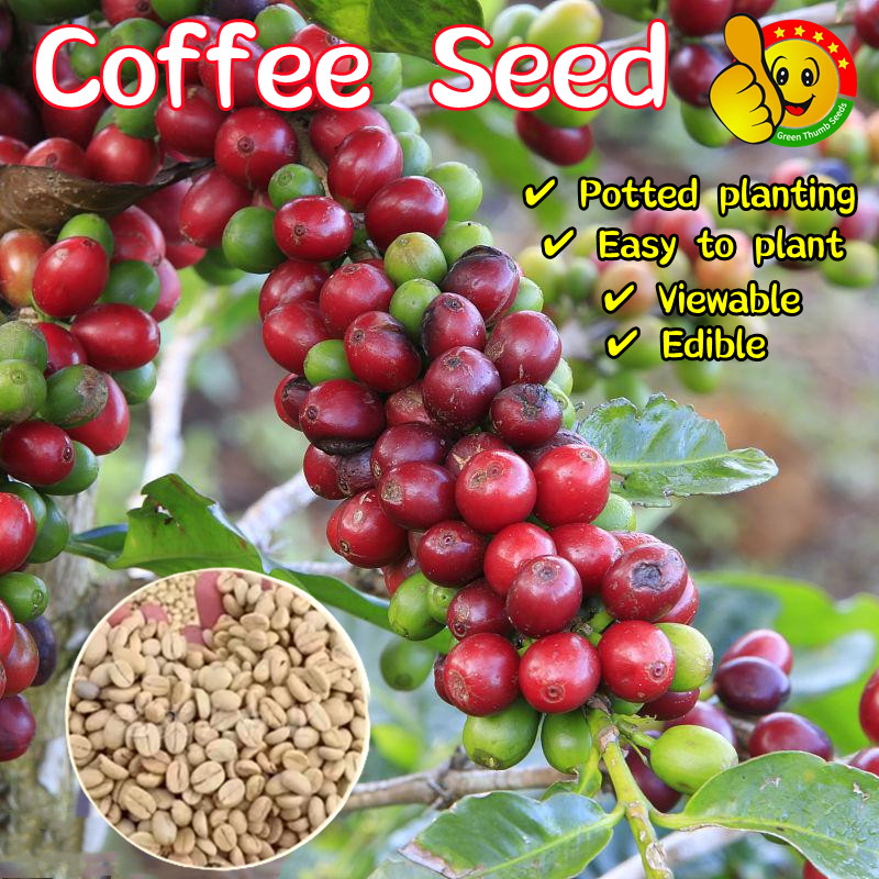 100% Original Edible Coffea Seeds for Planting (Fresh 30pcs Seeds ...