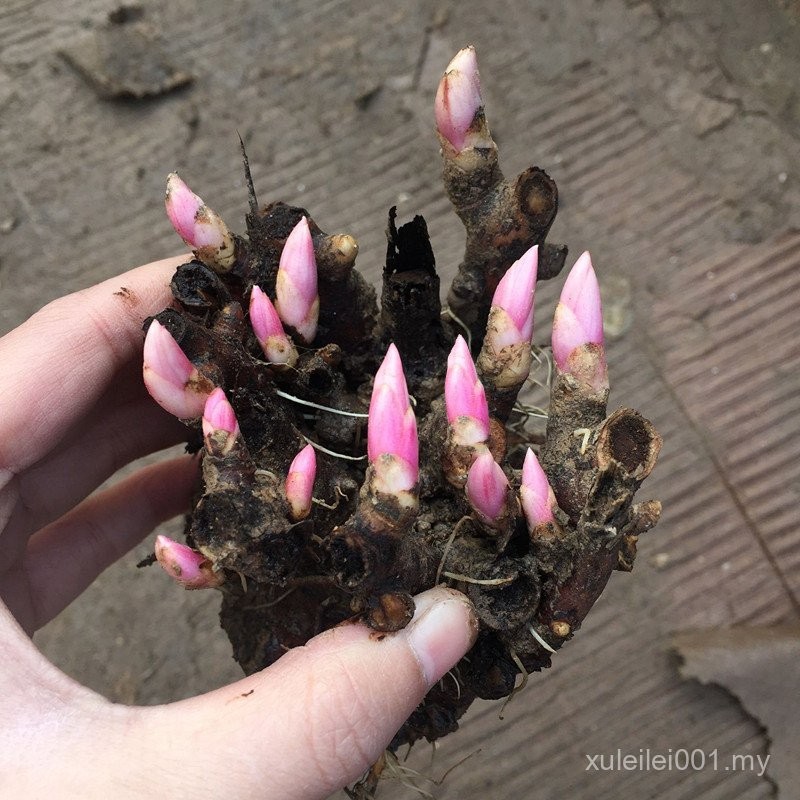 Peony Planting Ball Four Seasons Flowering Potted Plant Peony Flower ...