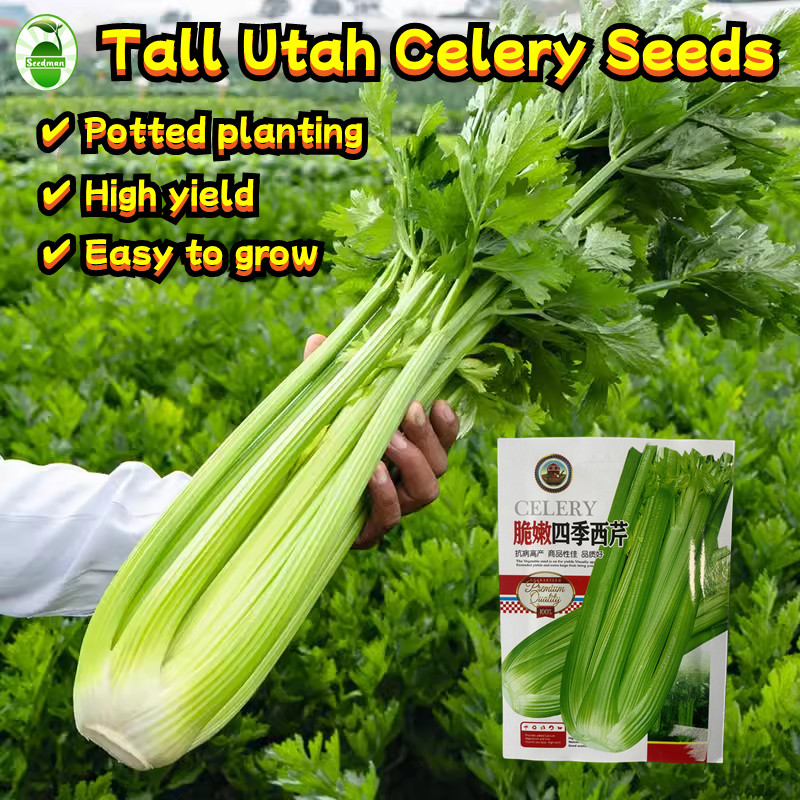 600 Seeds/pack High Yield Tall Utah Celery Seeds for Sale Daun Sup ...
