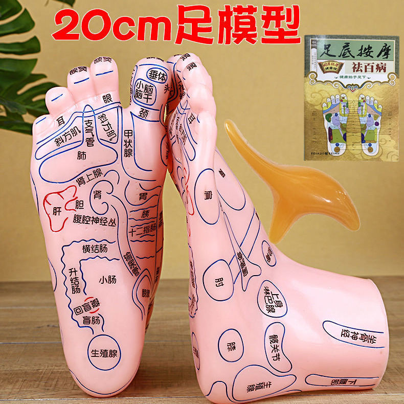 Foot massage model human acupoint map foot sole reflex area ...