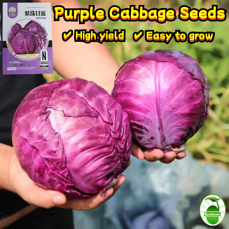 100 Seeds/pack High Yield Purple Cabbage Seeds for Sale Benih Kobis ...
