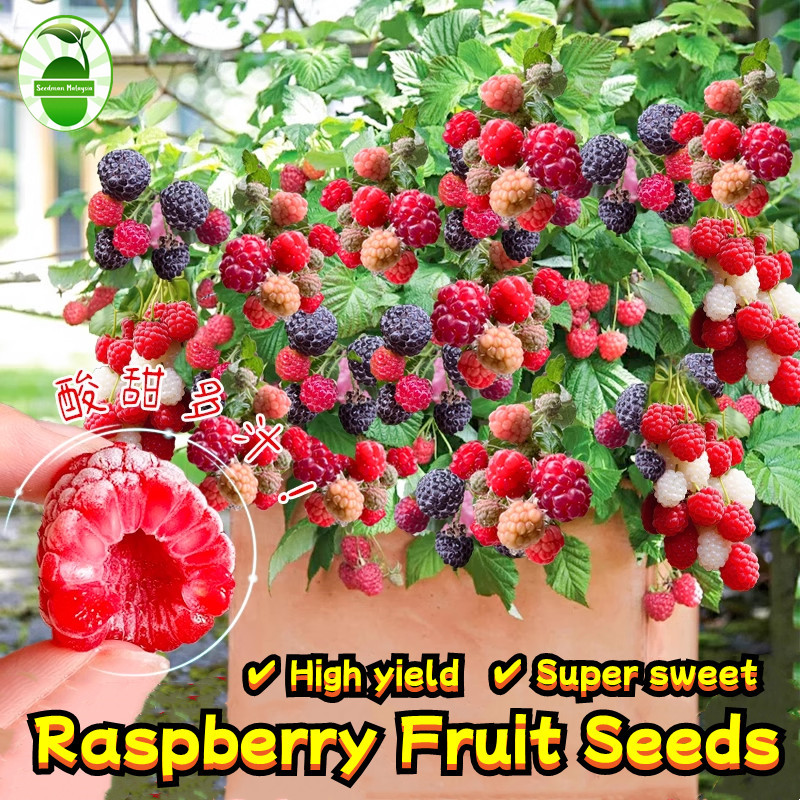 1000 Seeds/pack Dwarf Raspberry Fruit Seeds for Sale Sweet Raspberry ...