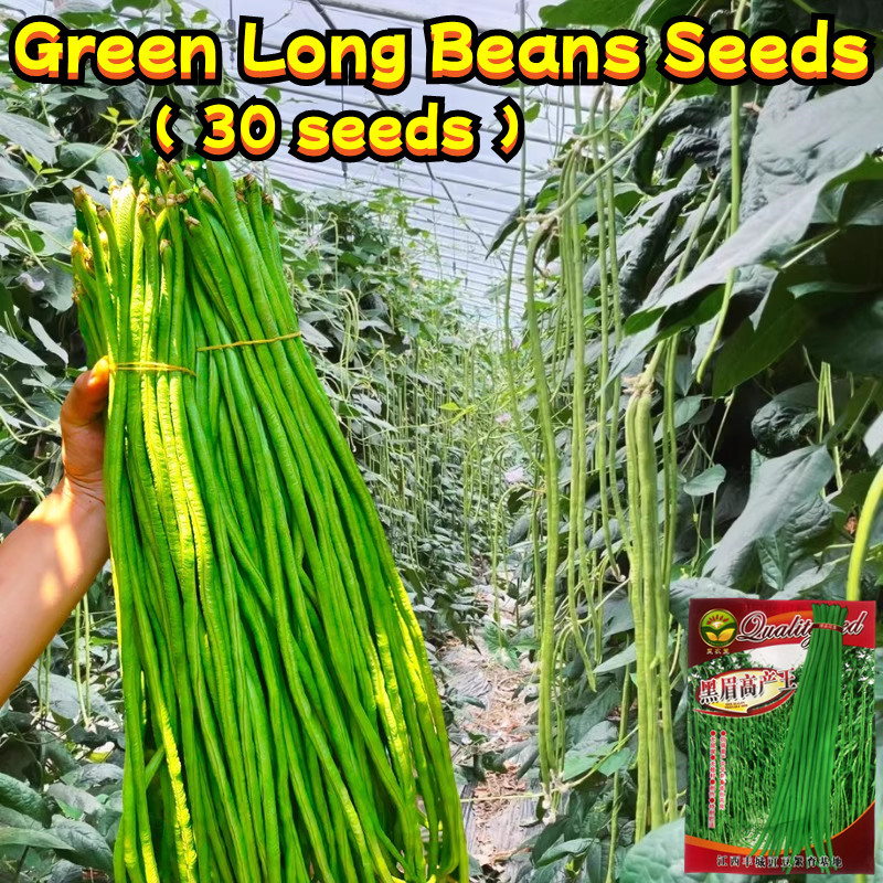 30 Seeds/pack Biji Benih Kacang Panjang Fresh Green Long Beans Seeds ...