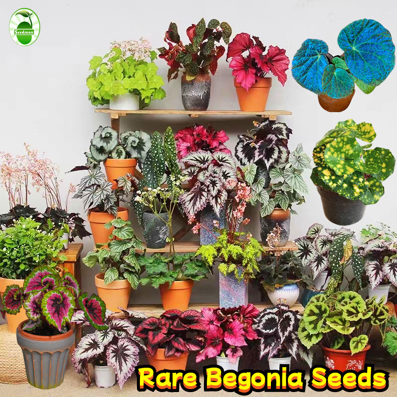50 Seeds/pack Mixed Colors Begonia Seeds Rare Flower Seeds for Planting ...
