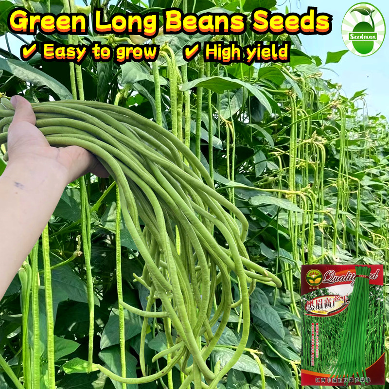 30 Seeds/pack High Yield Green Long Beans Seeds Biji Benih Kacang ...