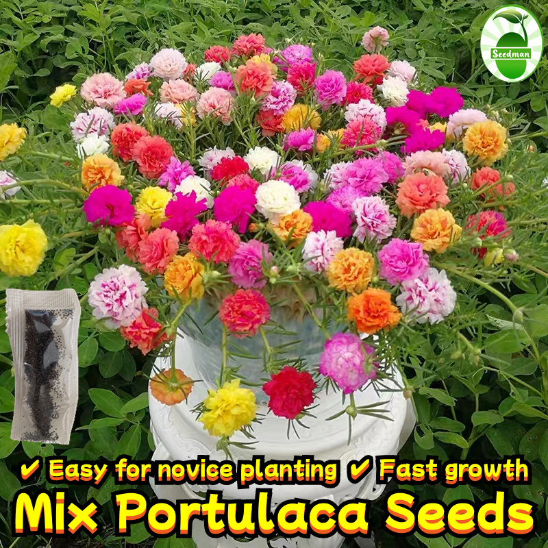 800 Seeds/pack Double Petals Portulaca Seeds for Sale Moss Rose Flower ...